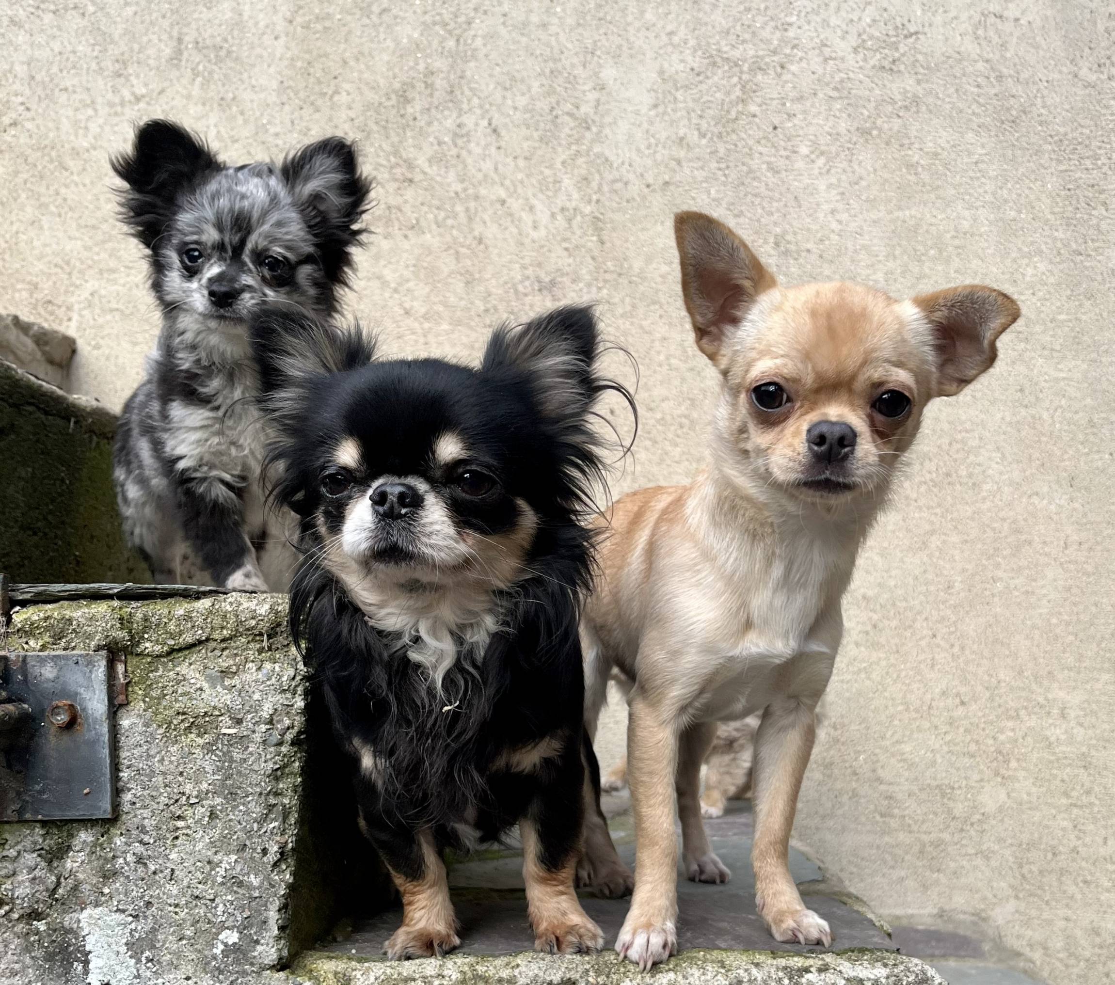 Élevage de chiens de race - Élevage des minis mimi